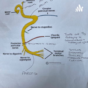 Basic anatomy of musculocutaneous nerve FRCA - Anatomy Facial Nerve ...