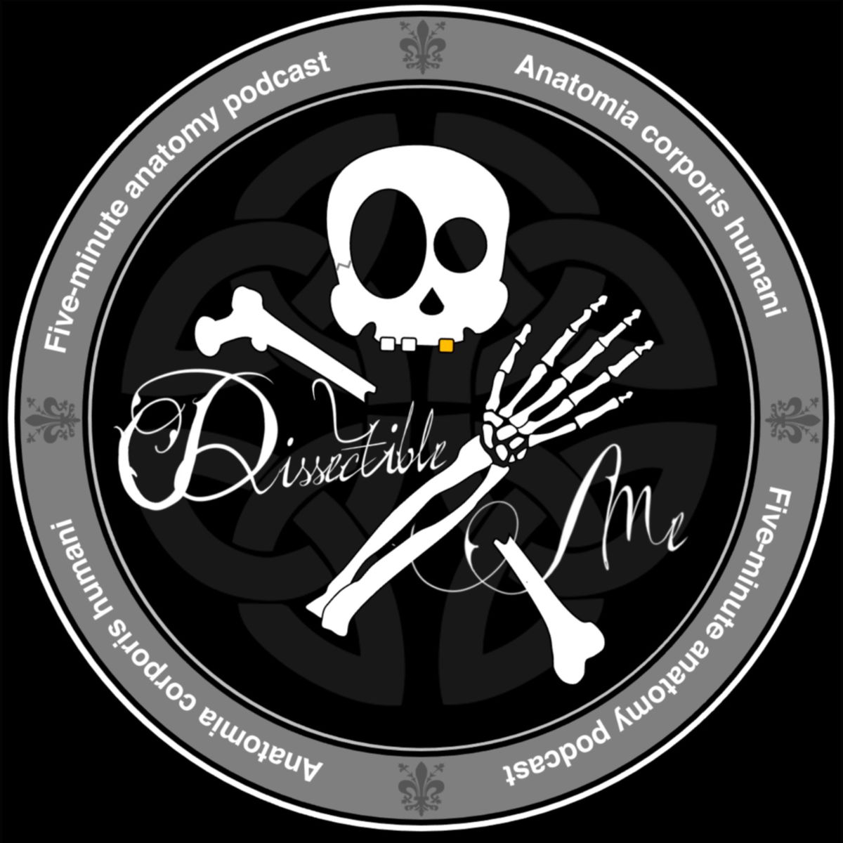 Anterior triangle of the neck - Dissectible Me 5 minute anatomy ...