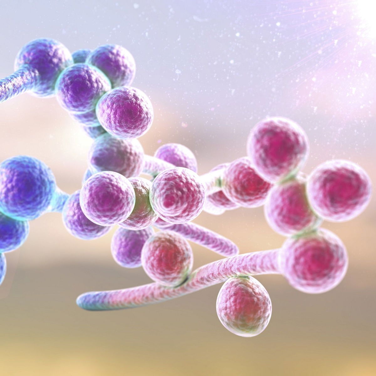 The Candida Chronicles Podcast | Lyssna här | Poddtoppen.se